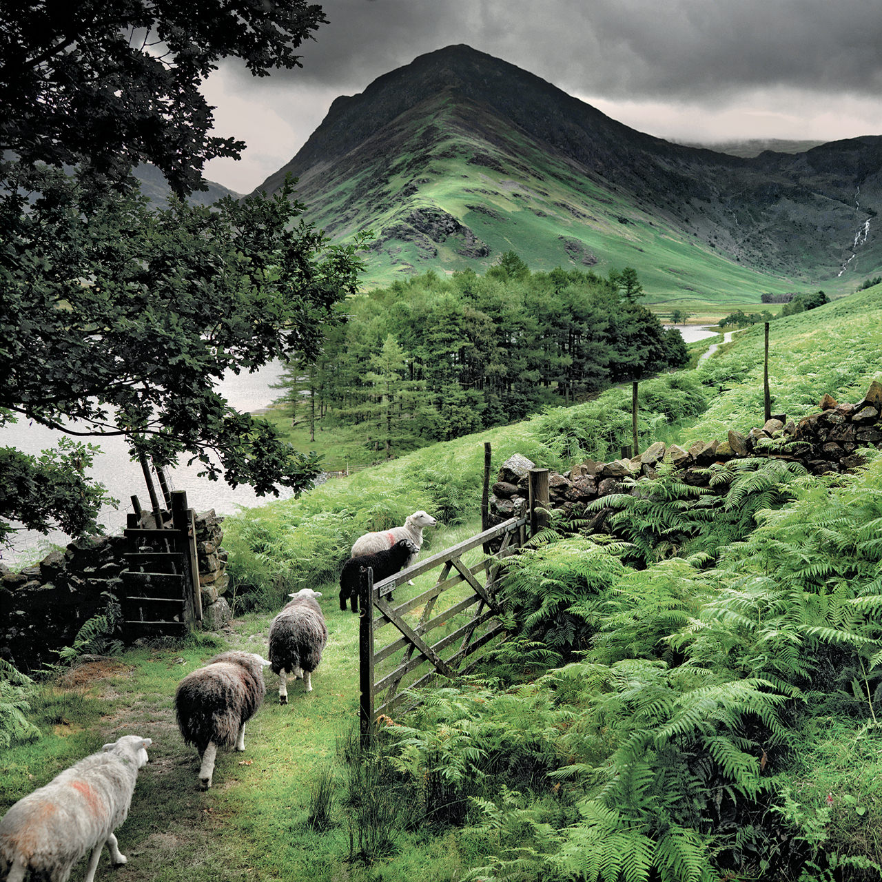 Ian Lawson | Books | Herdwick - A Portrait of Lakeland