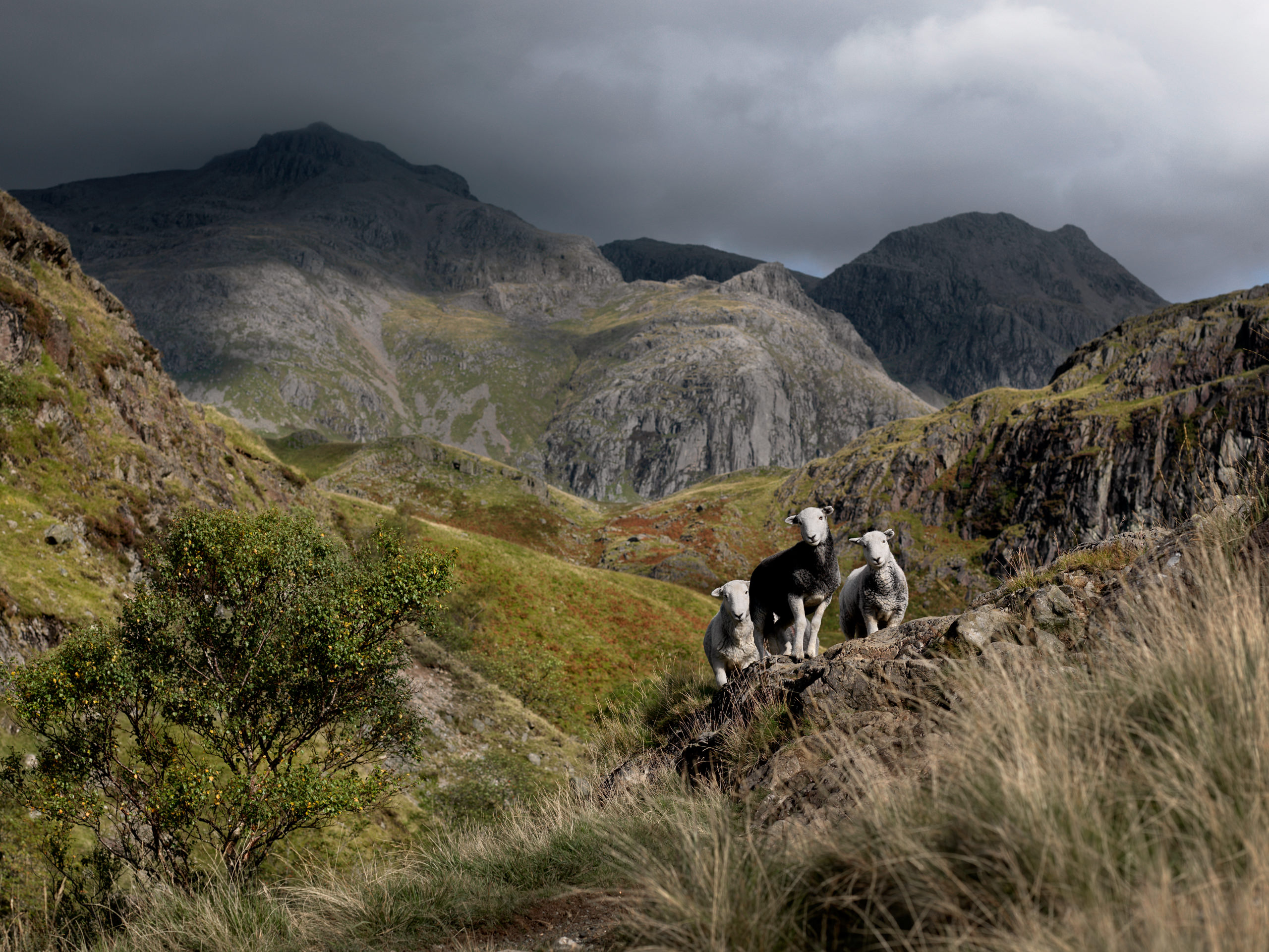 Ian Lawson | Books | Herdwick - A Portrait of Lakeland