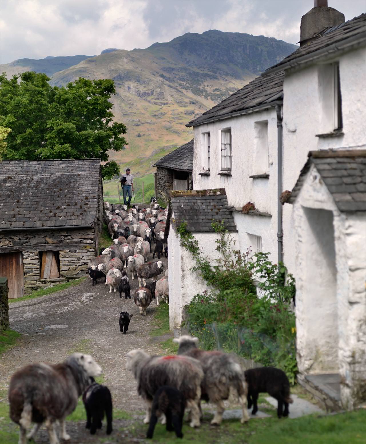 Ian Lawson | Books | Herdwick - A Portrait of Lakeland