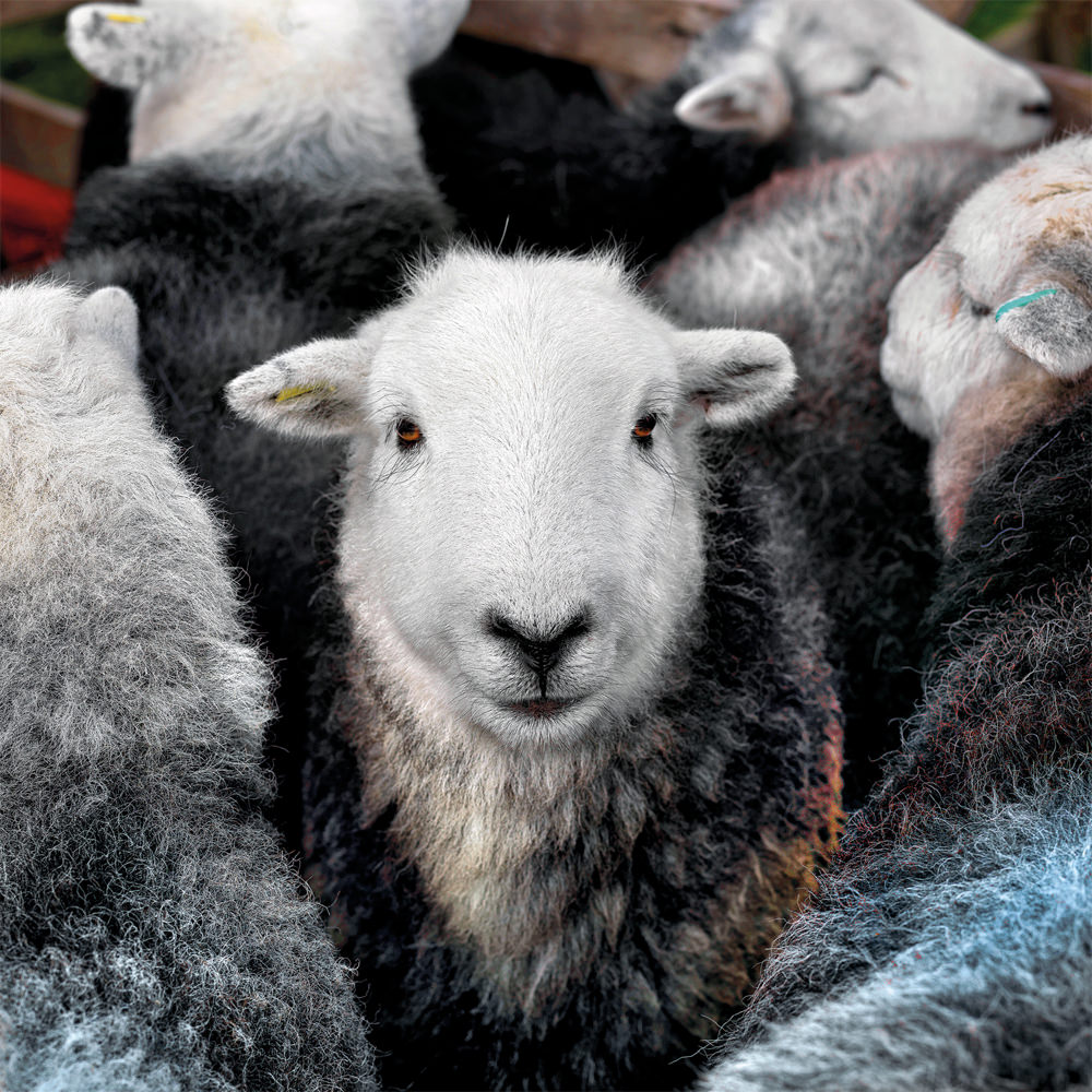 Ian Lawson | Art Prints and Books