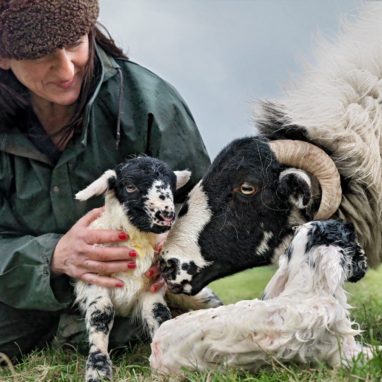 Ian Lawson | Books | Shepherdess - One Woman Farm