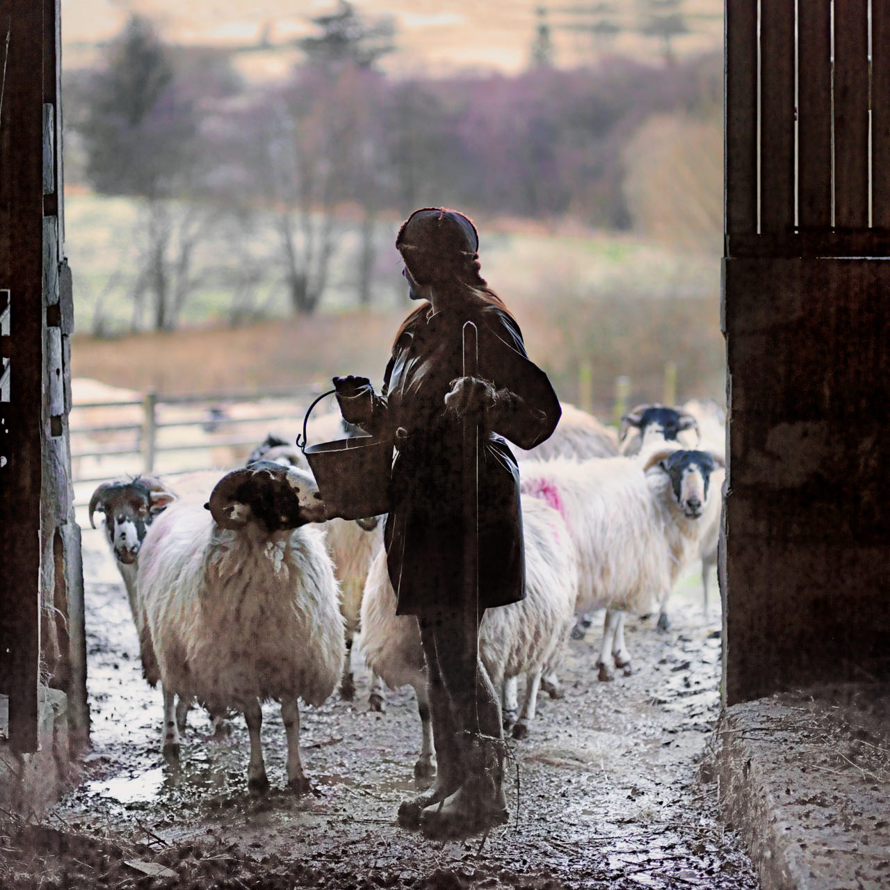 Ian Lawson | Books | Shepherdess - One Woman Farm